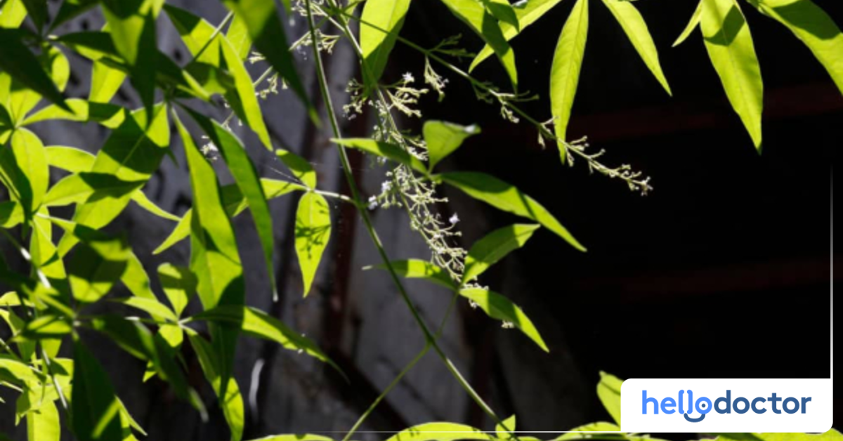 Lagundi for Cough and Asthma | Hello Doctor Philippines