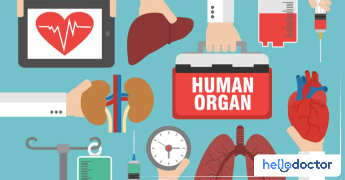 Types of Organ Donation: Sharing Your Organs to Save Others