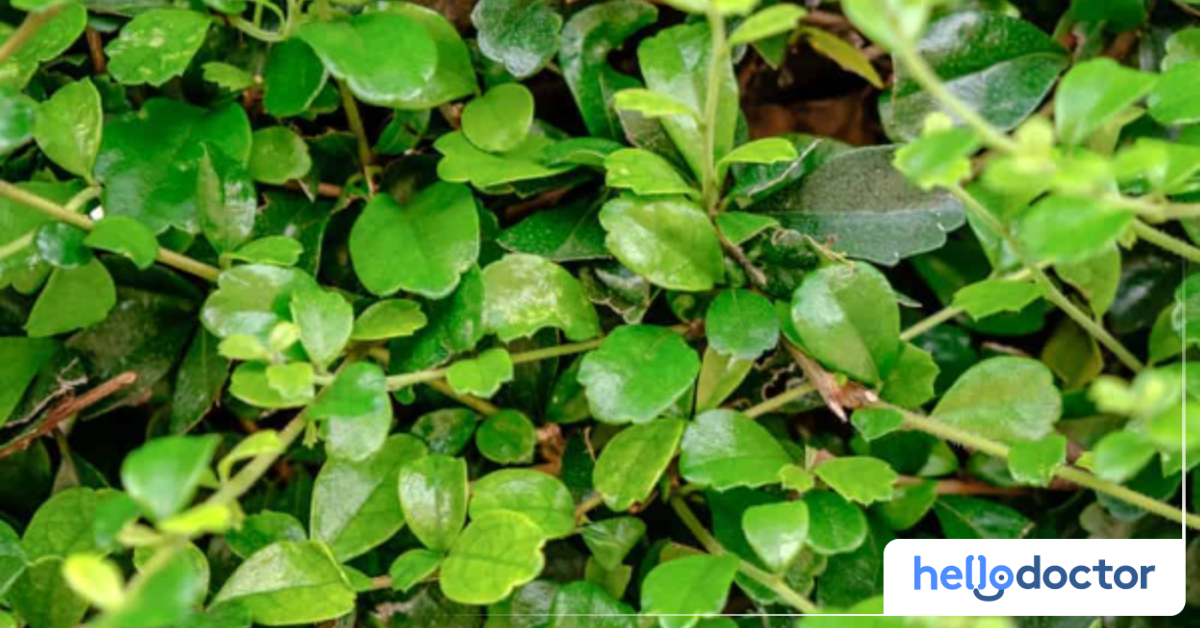 Para Saan Ang Tsaang Gubat At Ano Ang Benepisyo Nito Sa Kalusugan?