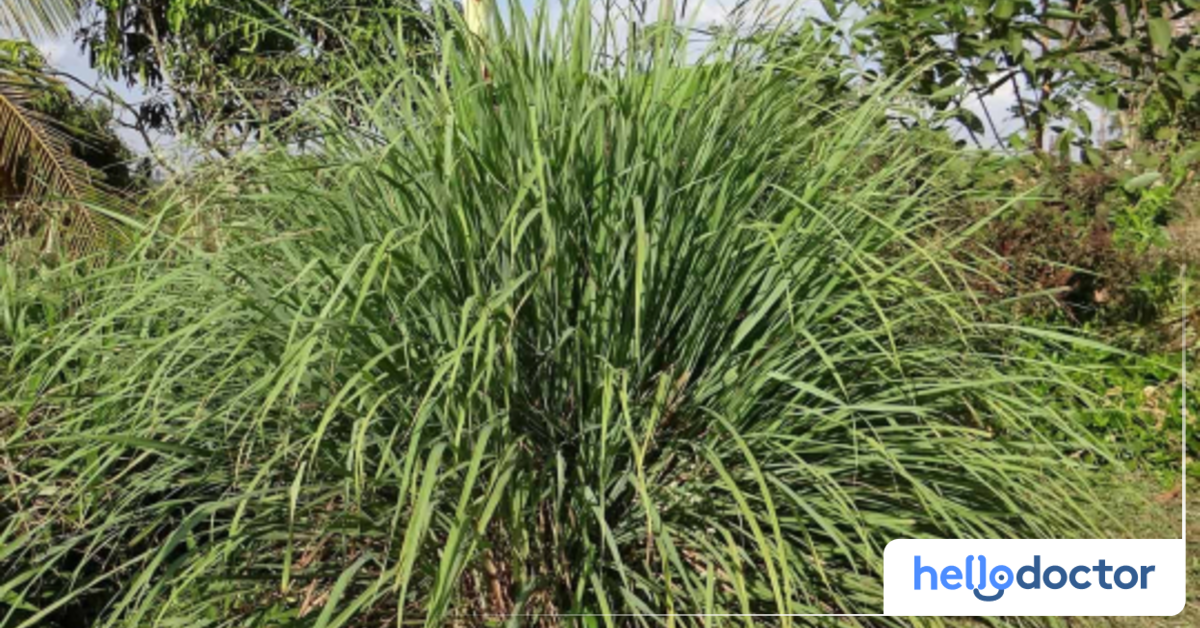 Benepisyo ng Tanglad: Halamagang Gamot na Tanglad