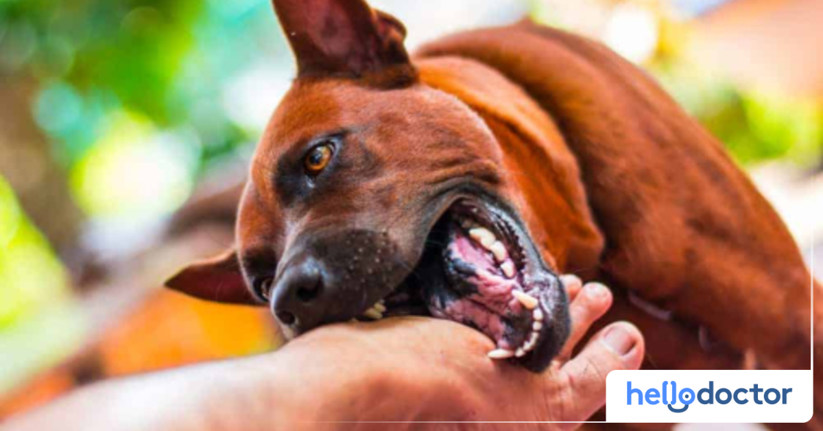 Incubation Period Of Rabies: The Timeline You Must Be Aware Of